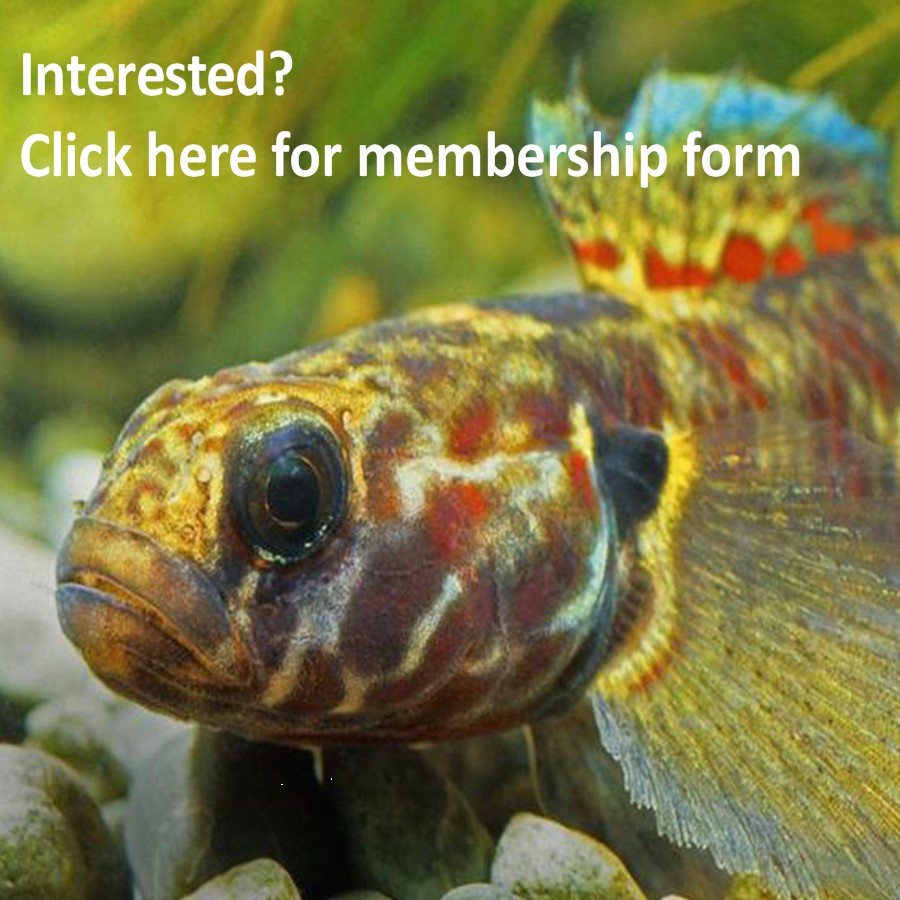 Fish – Portobello Community